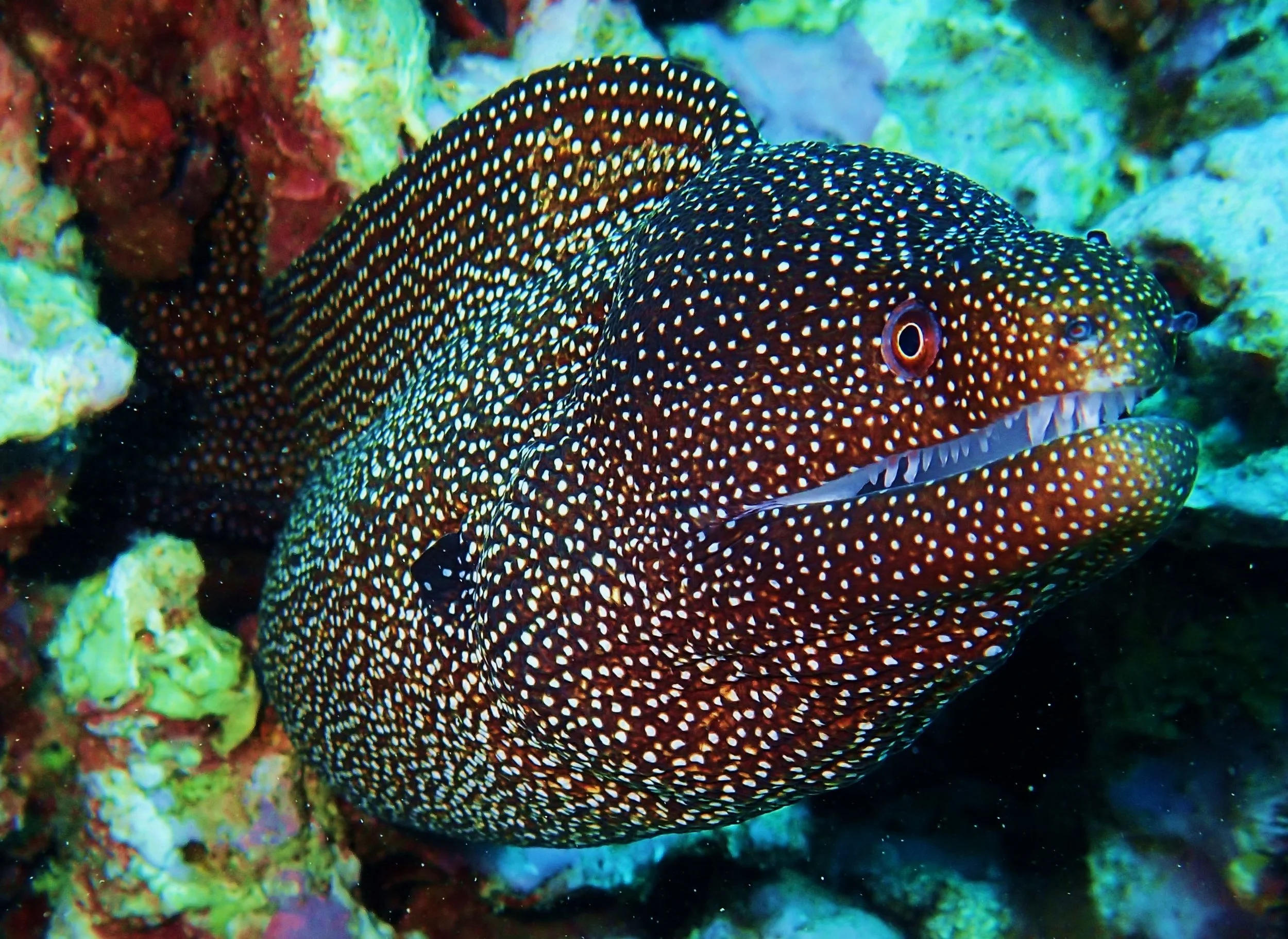 Molokini Fish Guide
