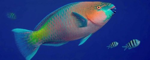 Molokini Fish Guide