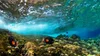 Molokini Marine Biodiversity