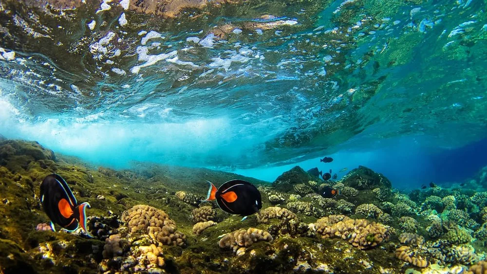 Molokini Marine Biodiversity