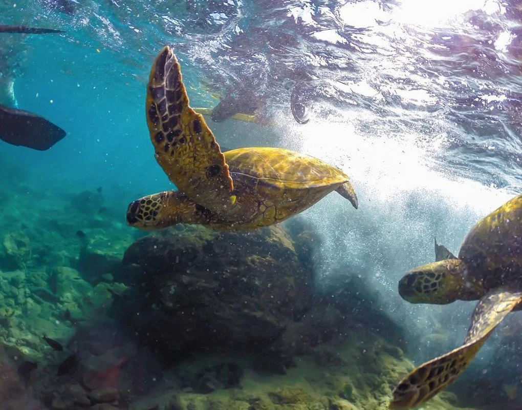 Molokini Crater – Maui’s Volcanic Marine Sanctuary & Snorkel Guide