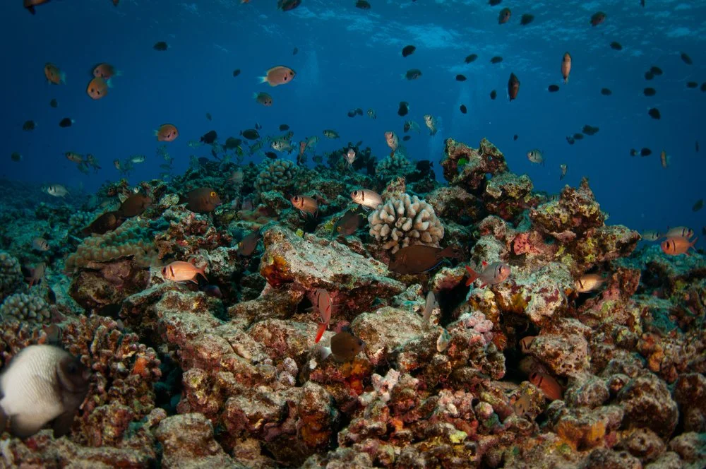 Molokini Crater – Maui’s Volcanic Marine Sanctuary & Snorkel Guide