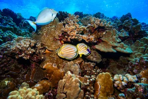 History of Molokini Crater – Formation, Legends & Conservation ...