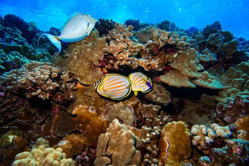 Molokini Crater – Maui’s Volcanic Marine Sanctuary & Snorkel Guide