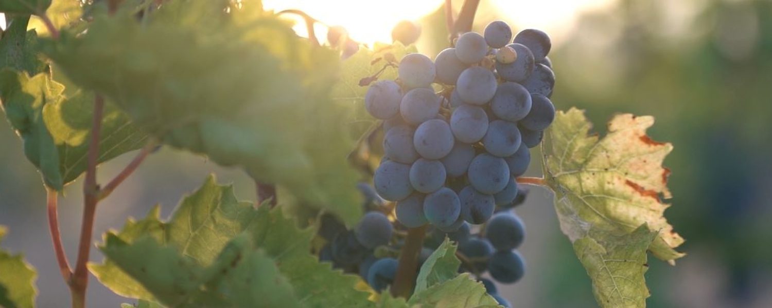 Aromi - Sicilian Sourdough Pizza, Bakery and Gelato in the heart of ...