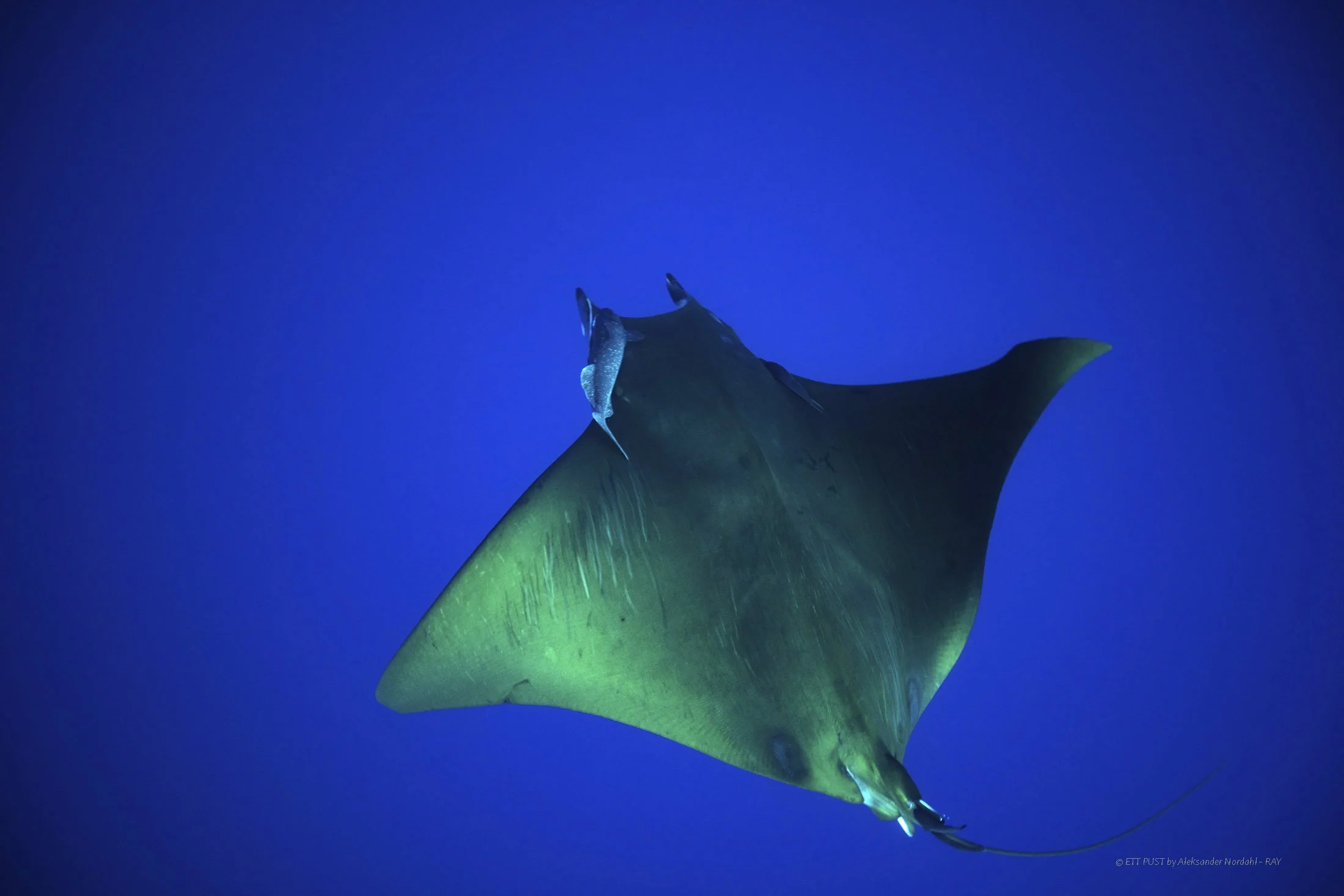 Big Blue — ETT PUST - ONE BREATH