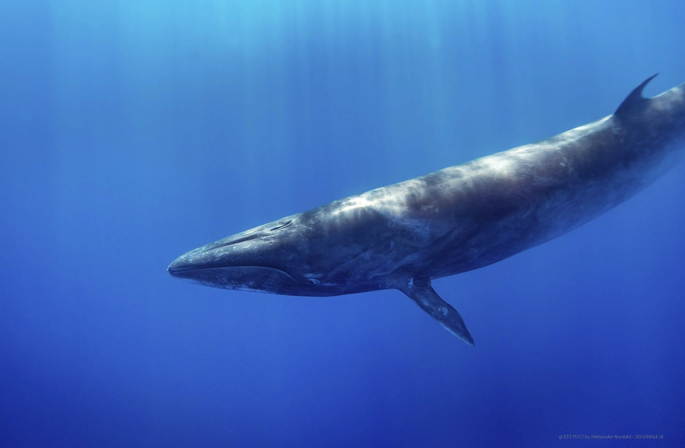 Big Blue — ETT PUST - ONE BREATH