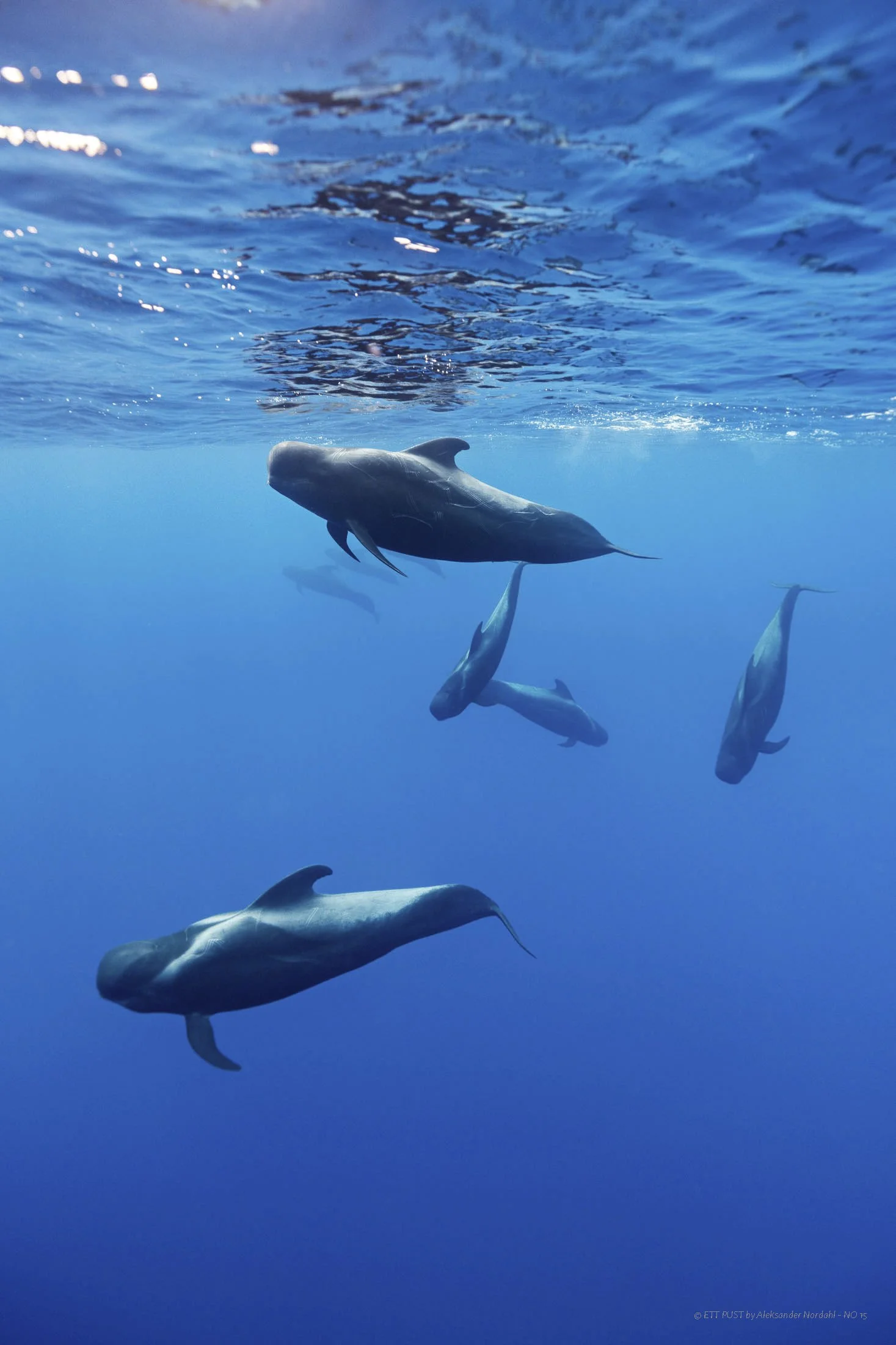 The Pod — ETT PUST - ONE BREATH