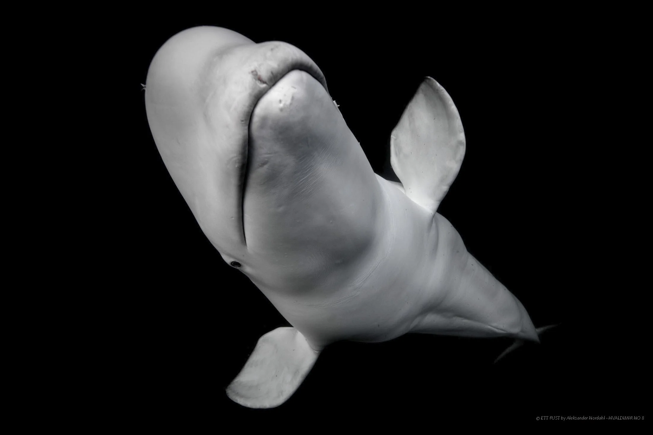 The White Whale — ETT PUST - ONE BREATH