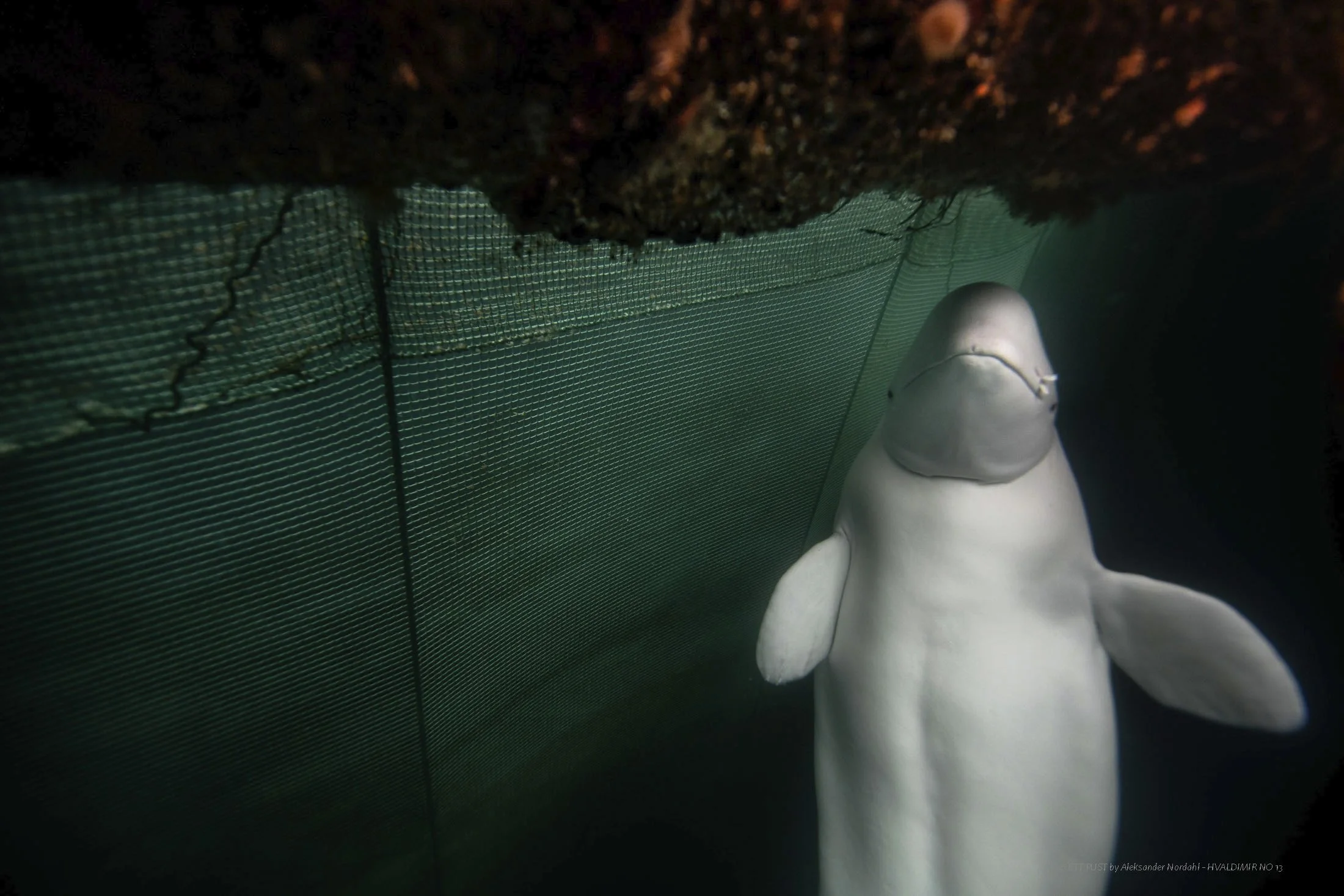 The White Whale — ETT PUST - ONE BREATH