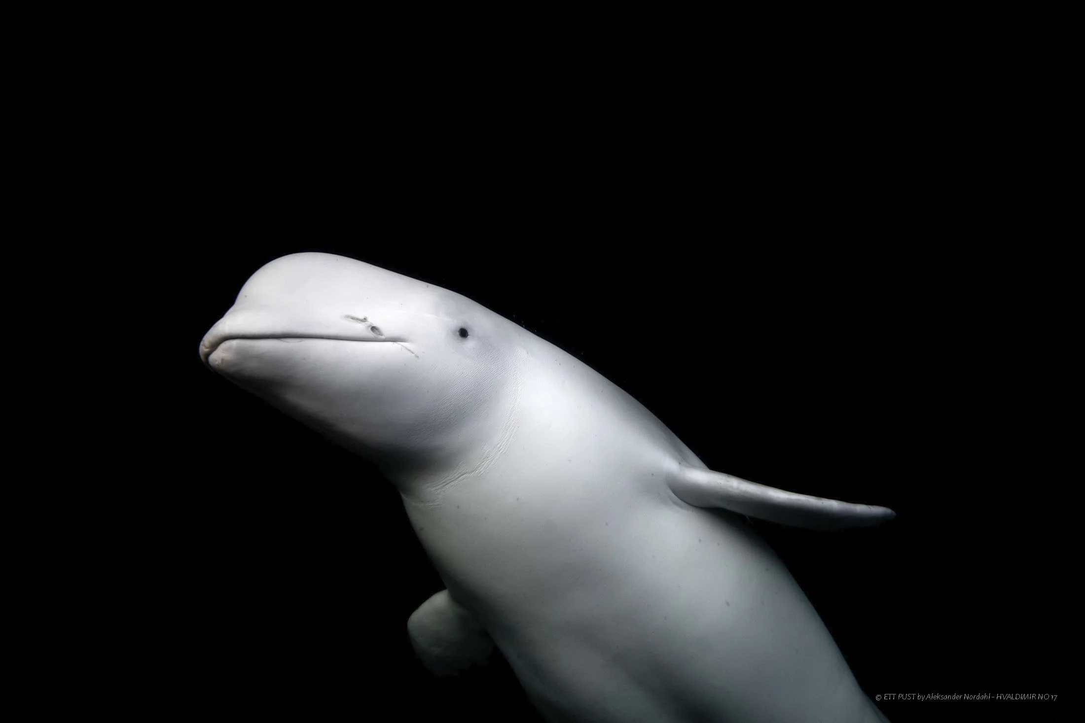 The White Whale — ETT PUST - ONE BREATH