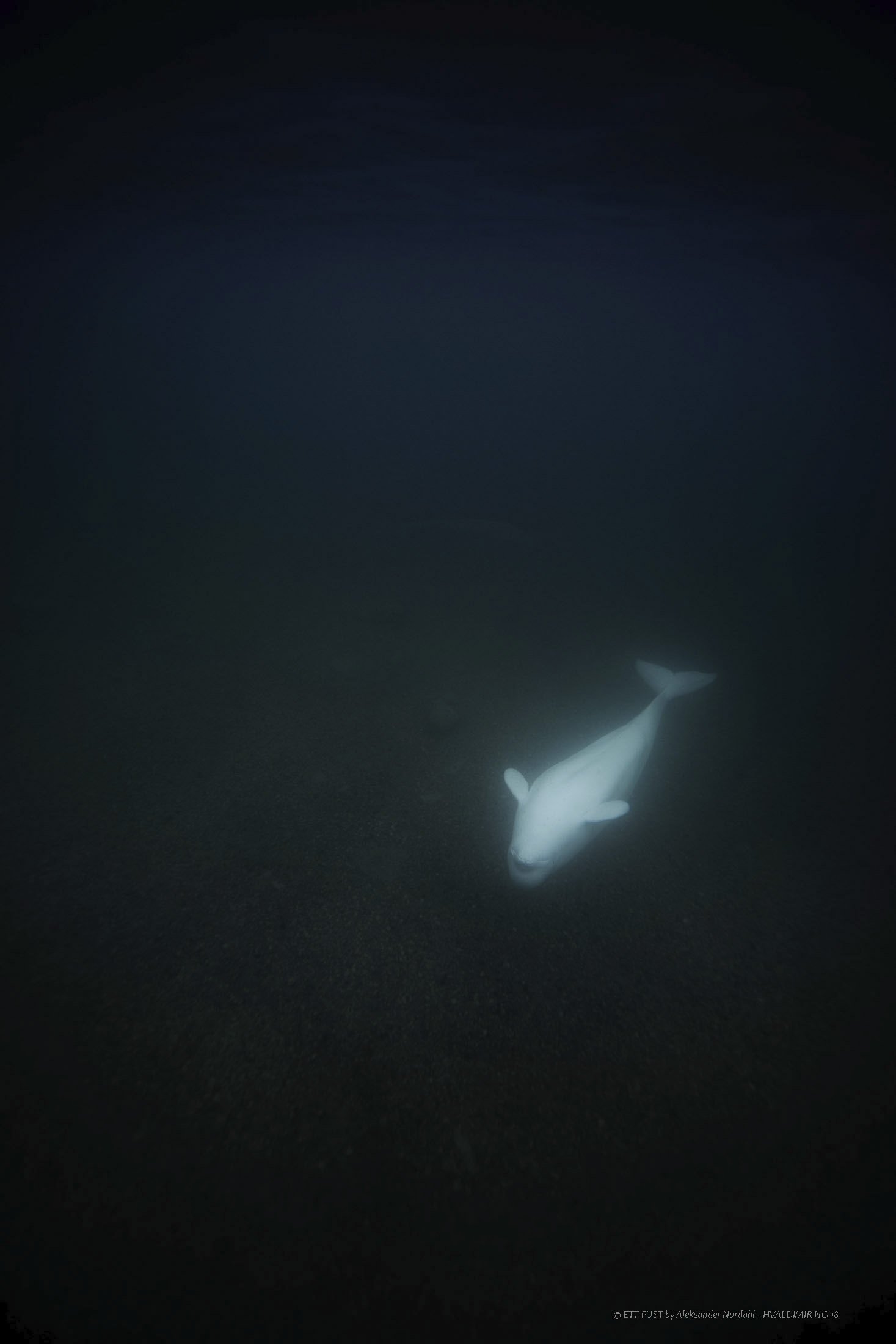 The White Whale — ETT PUST - ONE BREATH