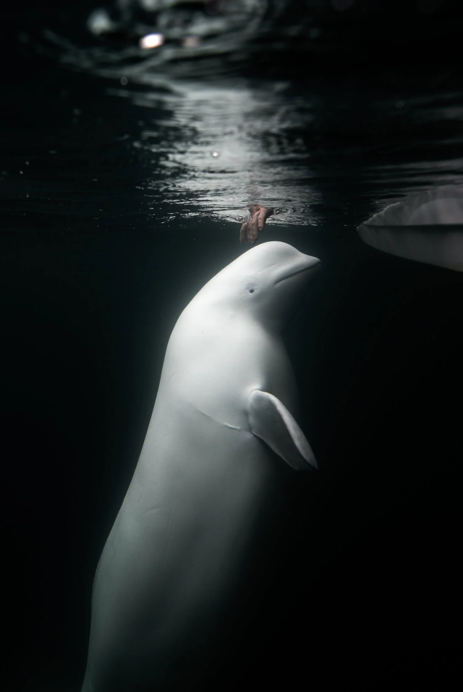 The White Whale — ETT PUST - ONE BREATH