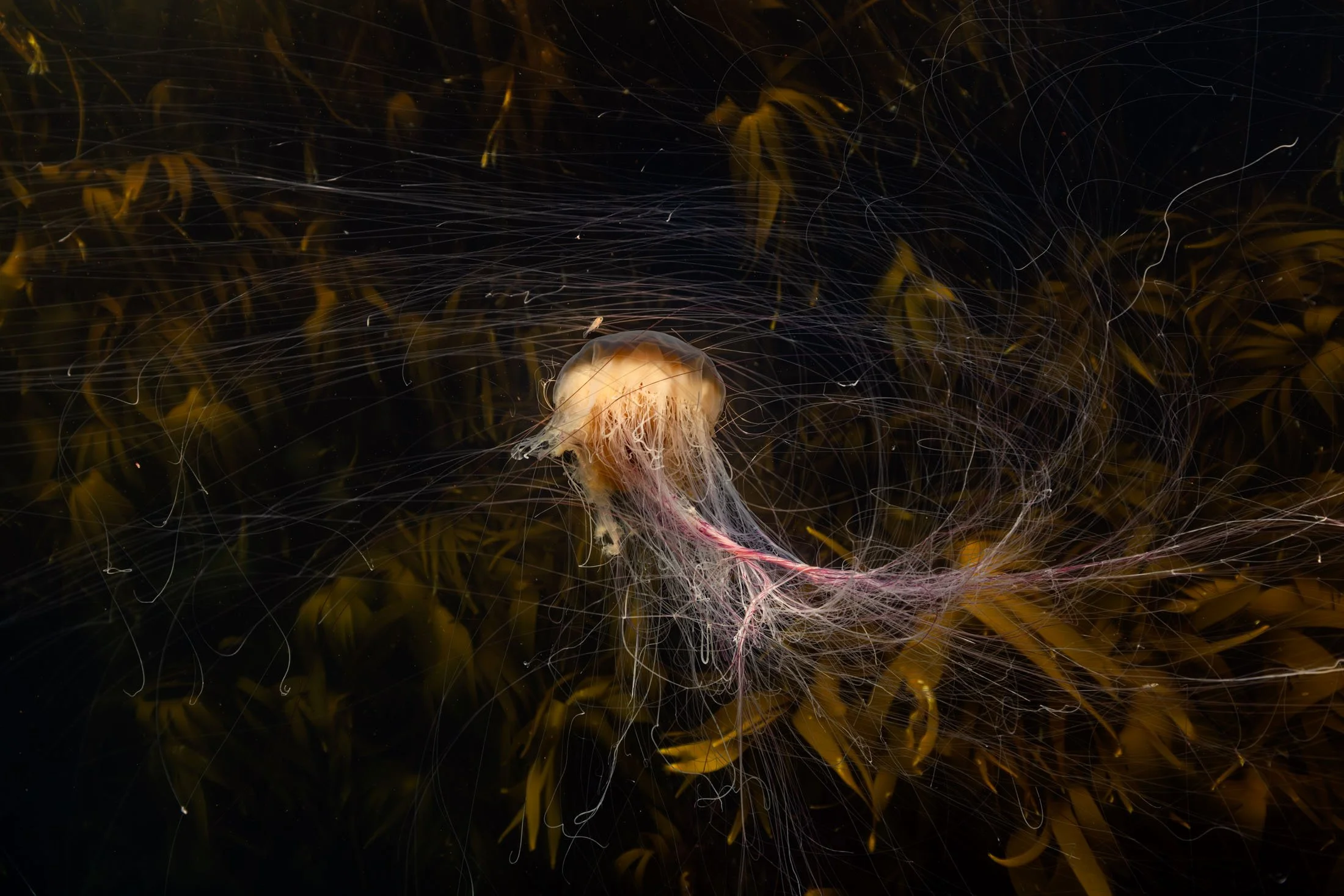 Cyclus vol I - IV — ETT PUST - ONE BREATH