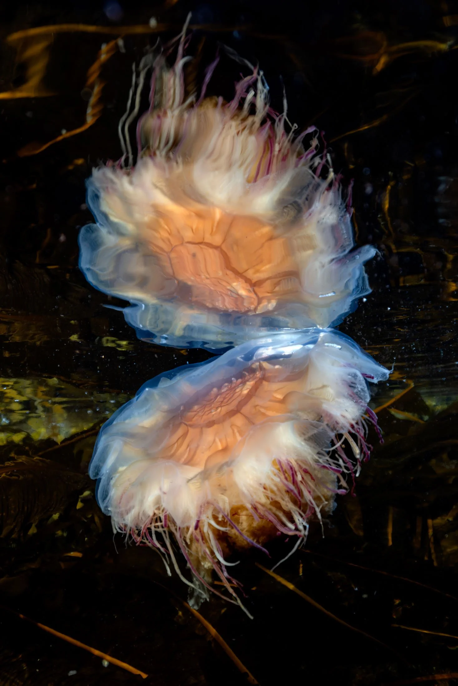 Cyclus vol I - IV — ETT PUST - ONE BREATH