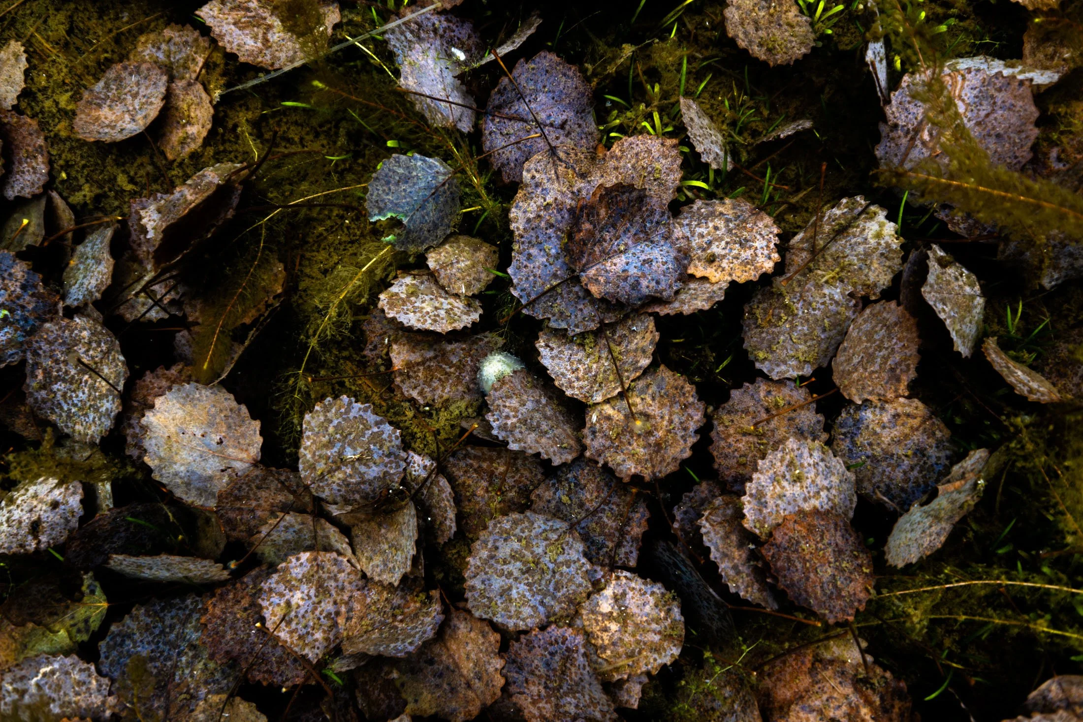 Fallen vol I - IV — ETT PUST - ONE BREATH