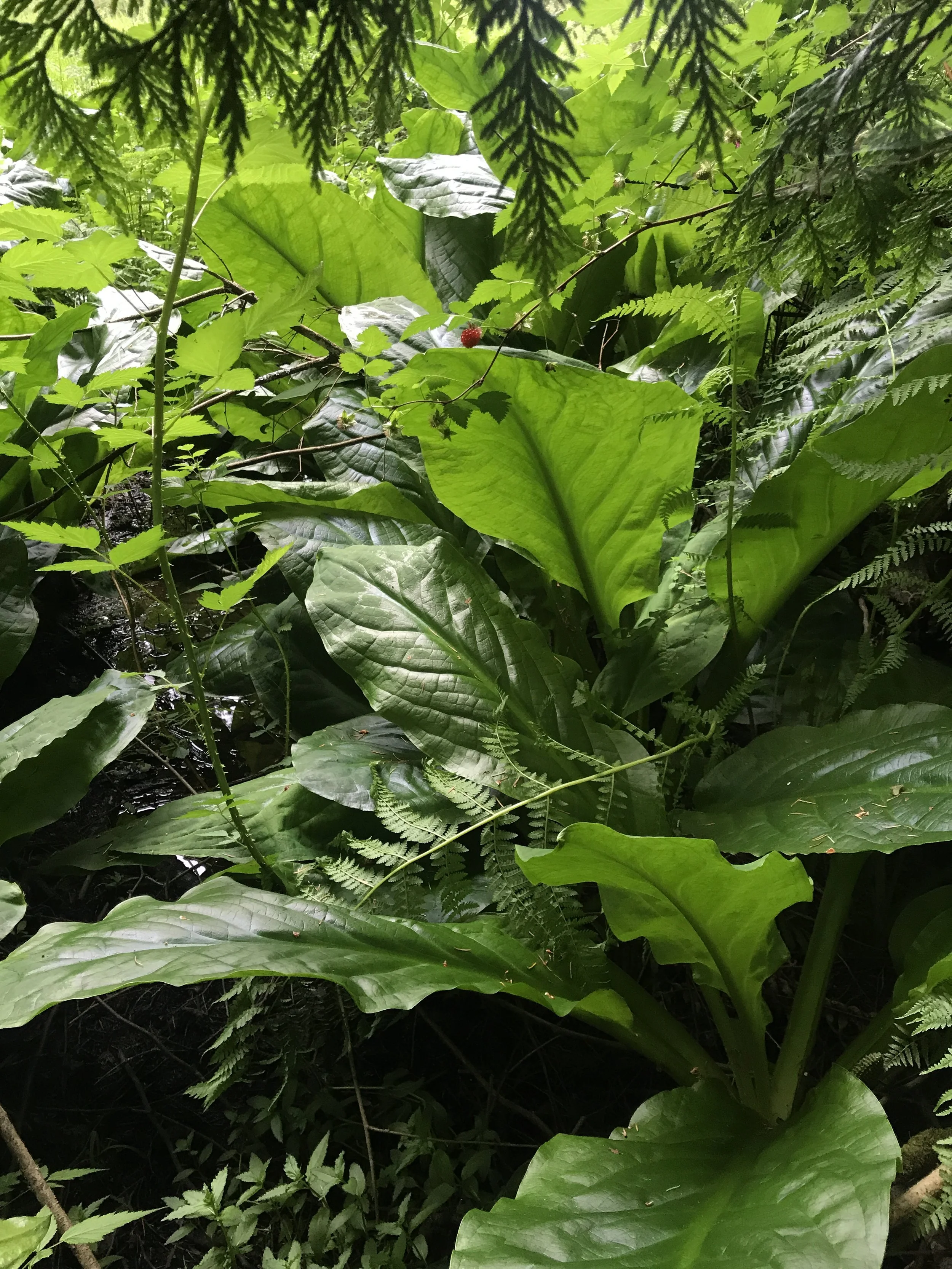 Trail Maps — Friends of the Forest