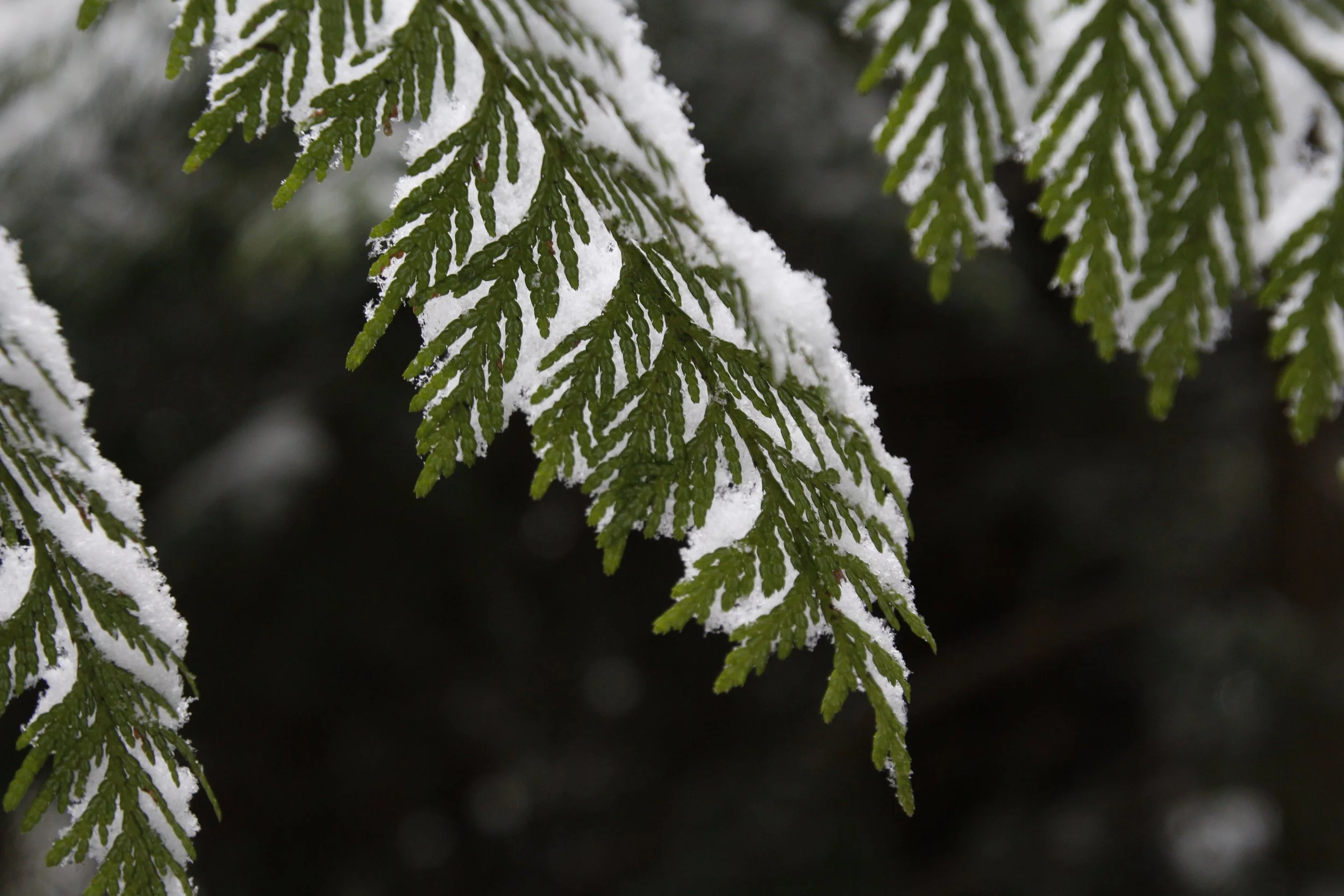 Trail Maps — Friends of the Forest