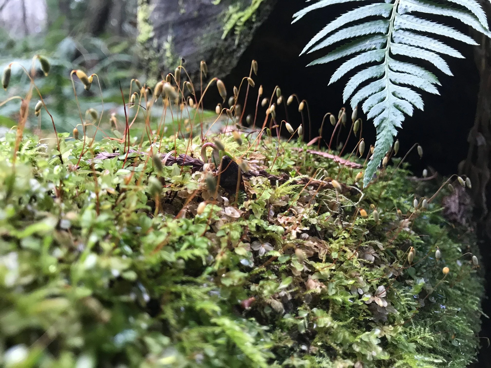 Friends of the Forest