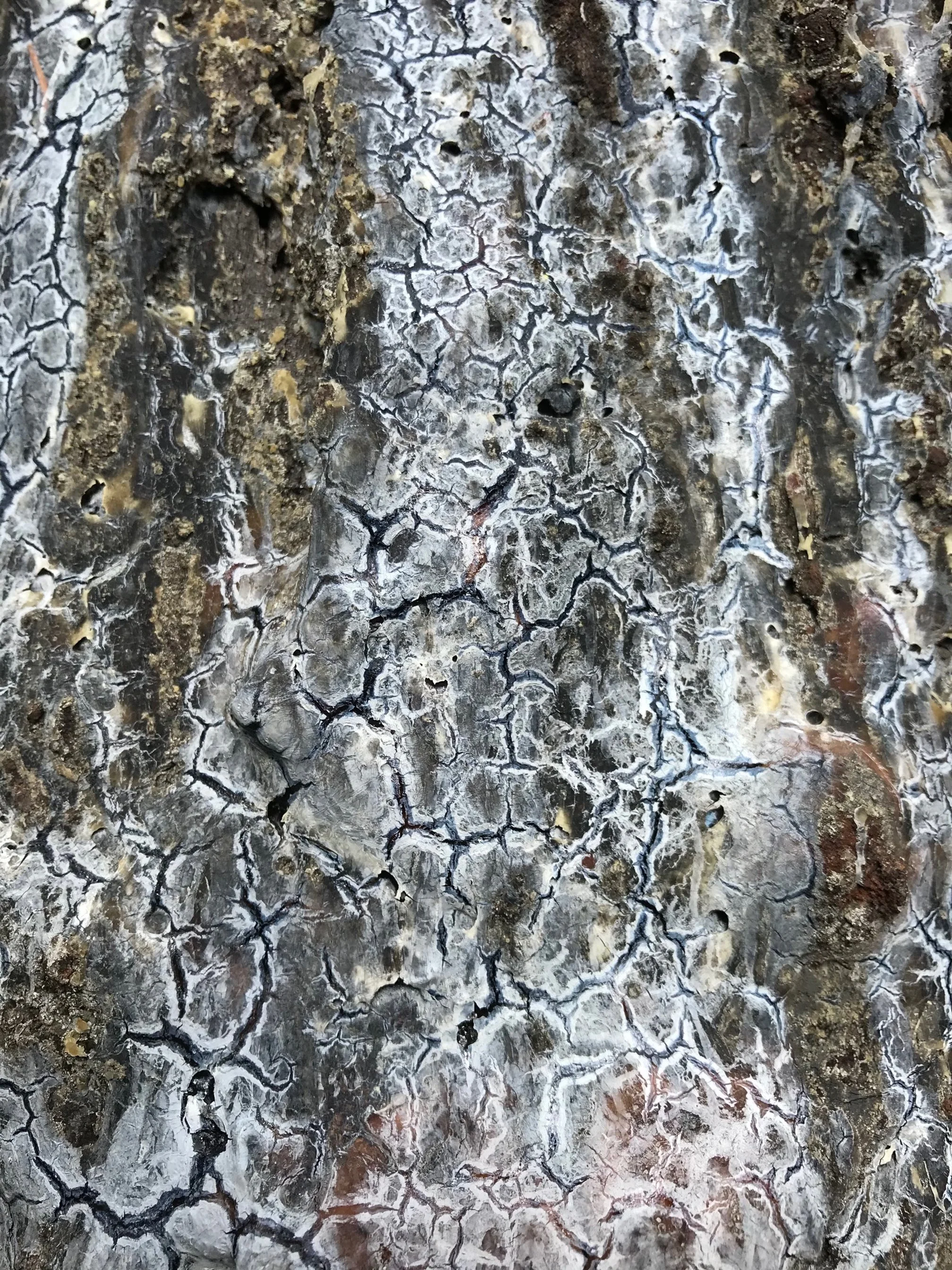 Trail Maps — Friends of the Forest