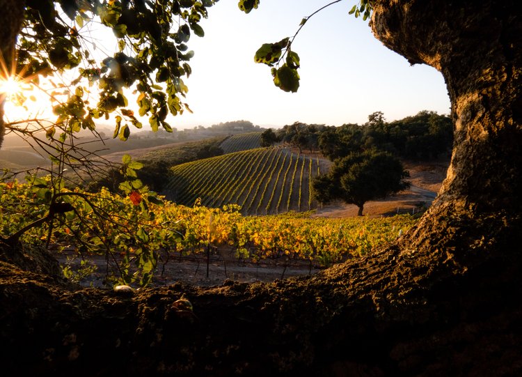 Our Farming — Alban Vineyards