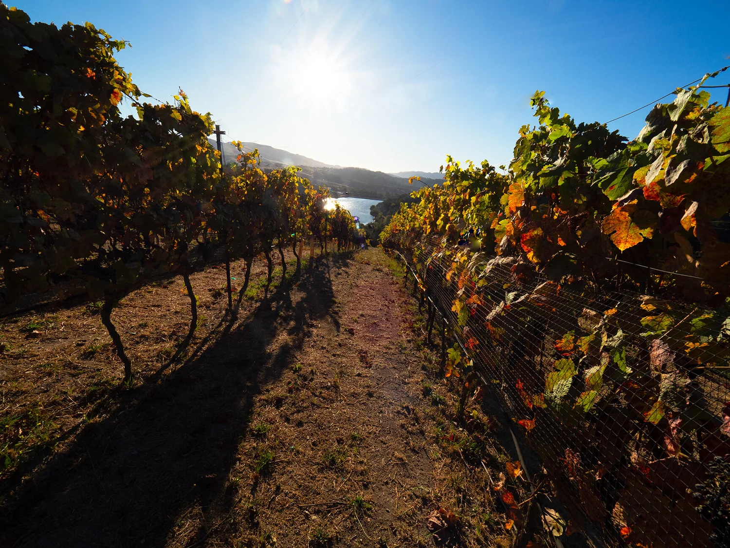 About — Alban Vineyards