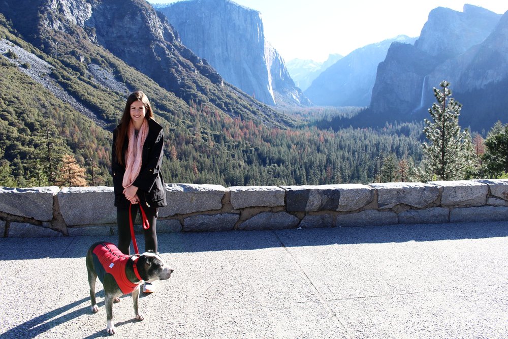 Are Dogs Allowed In Yosemite Park