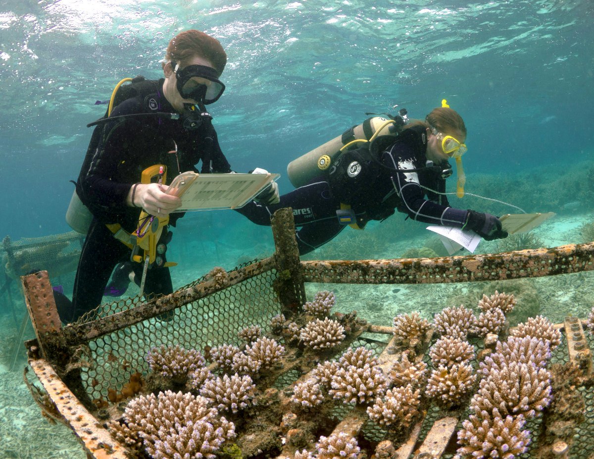 Coral Champions — Lewis Pugh Foundation