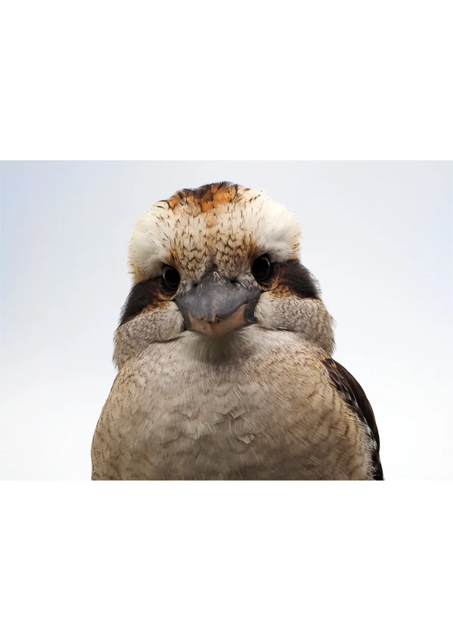 Unframed Prints — Amelia Anderson Photography