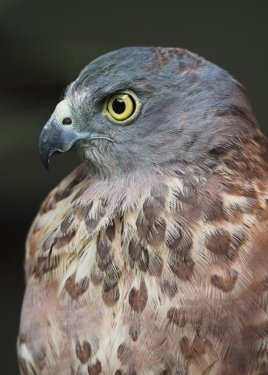 Unframed Prints — Amelia Anderson Photography