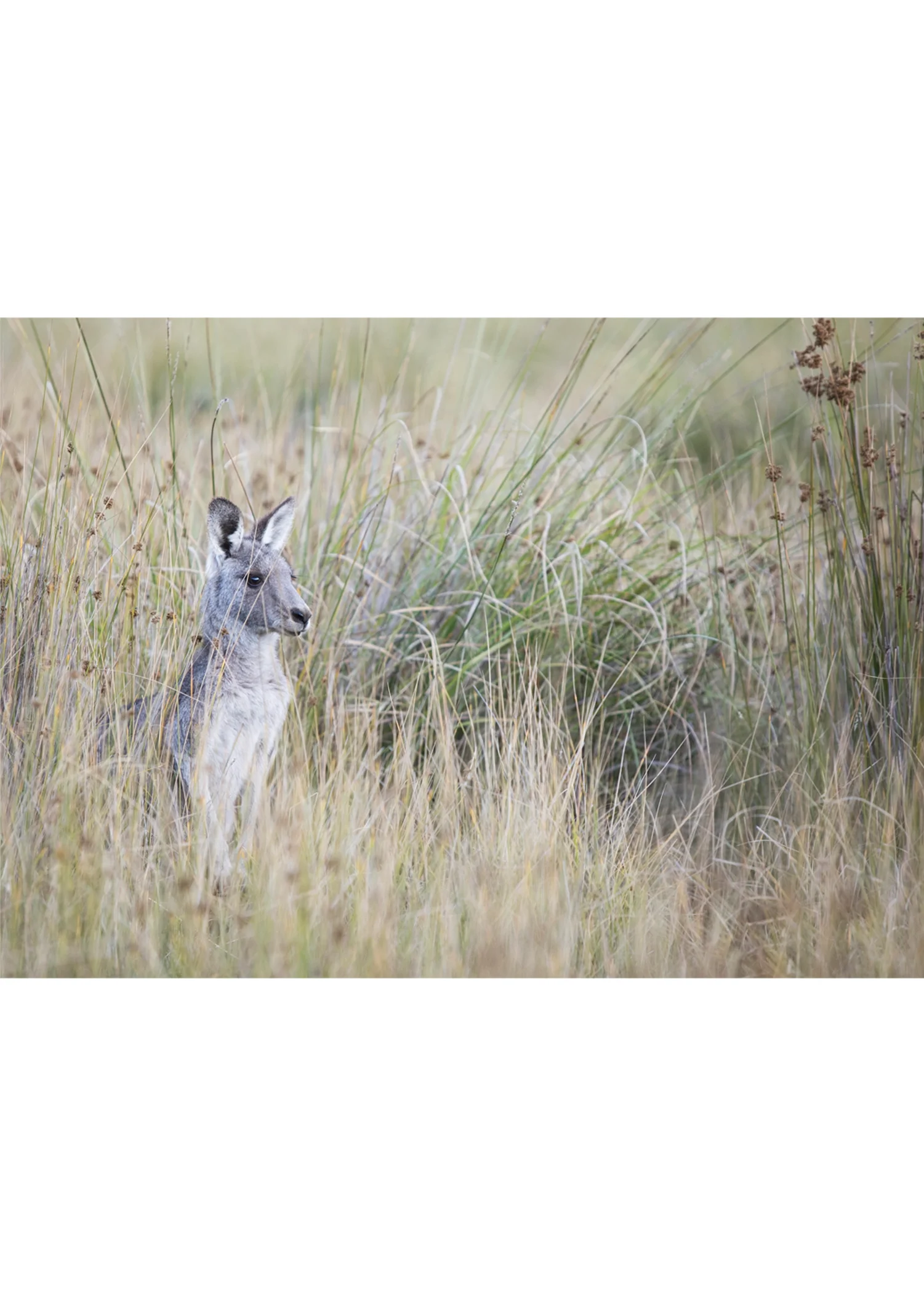 Unframed Prints — Amelia Anderson Photography