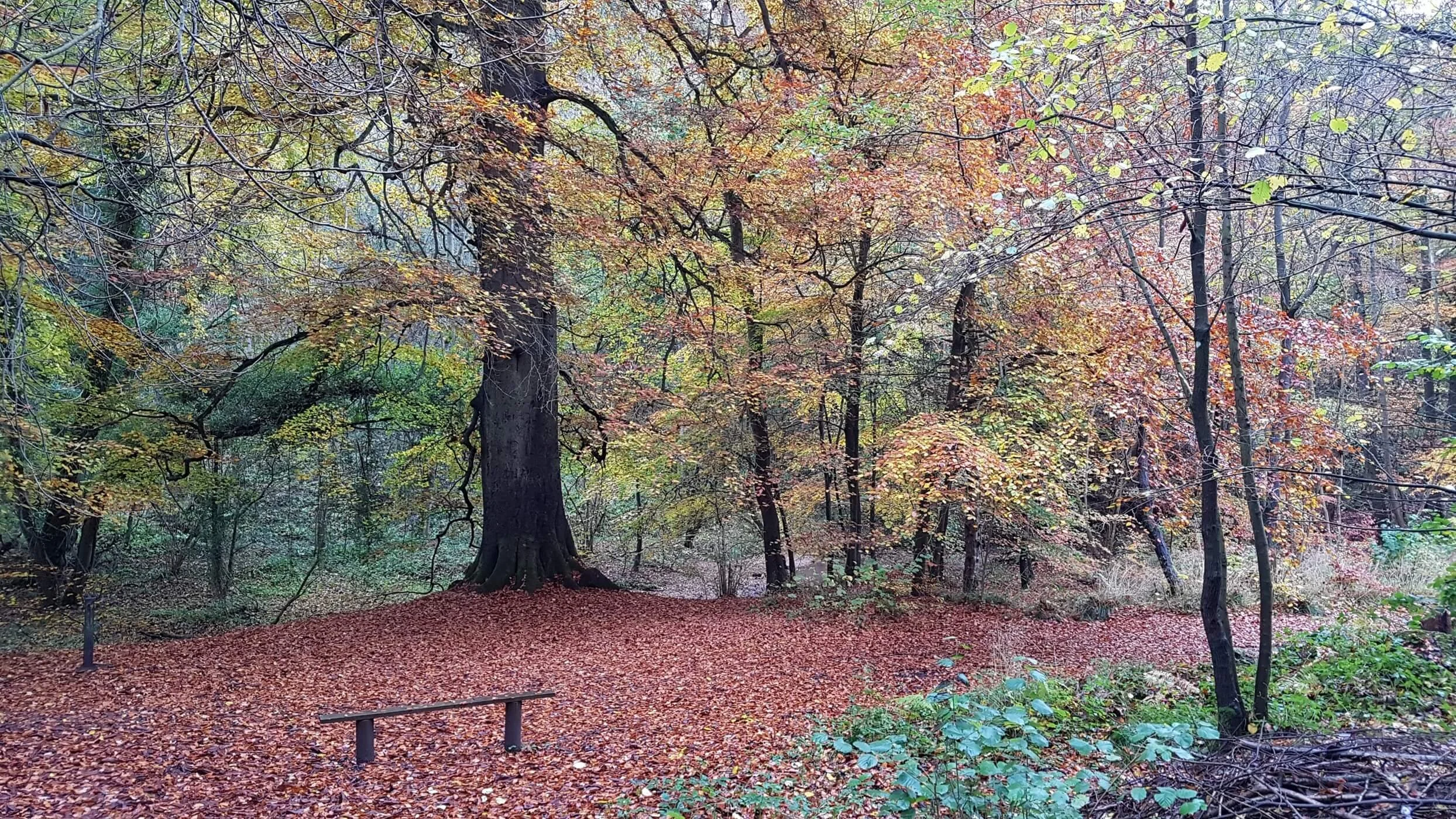 How to Nurture Your Mental Health in Autumn — Durham Counselling ...