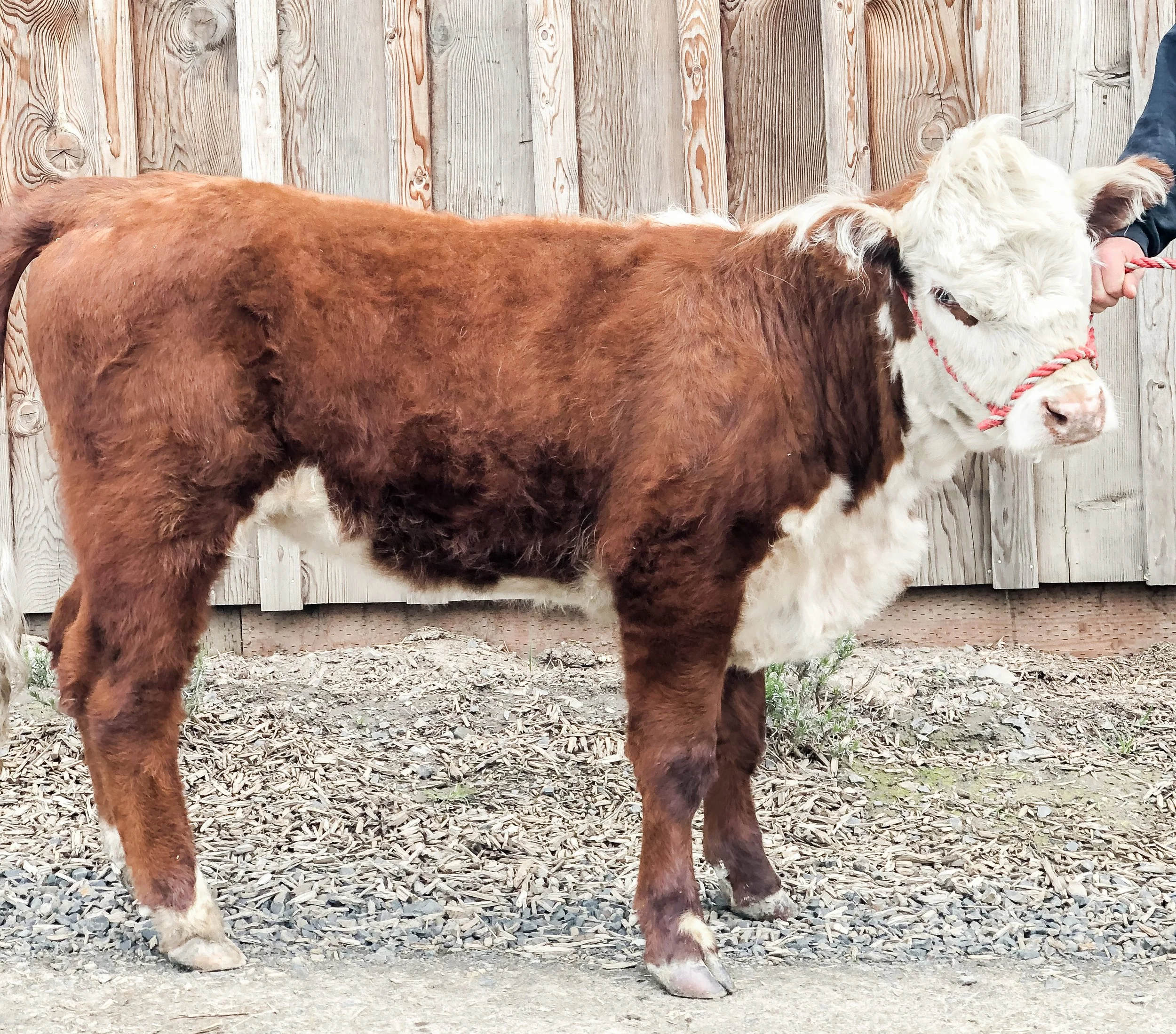 MINI HEREFORDS — MD HANEY & CO. at WESTERLOOK FARM
