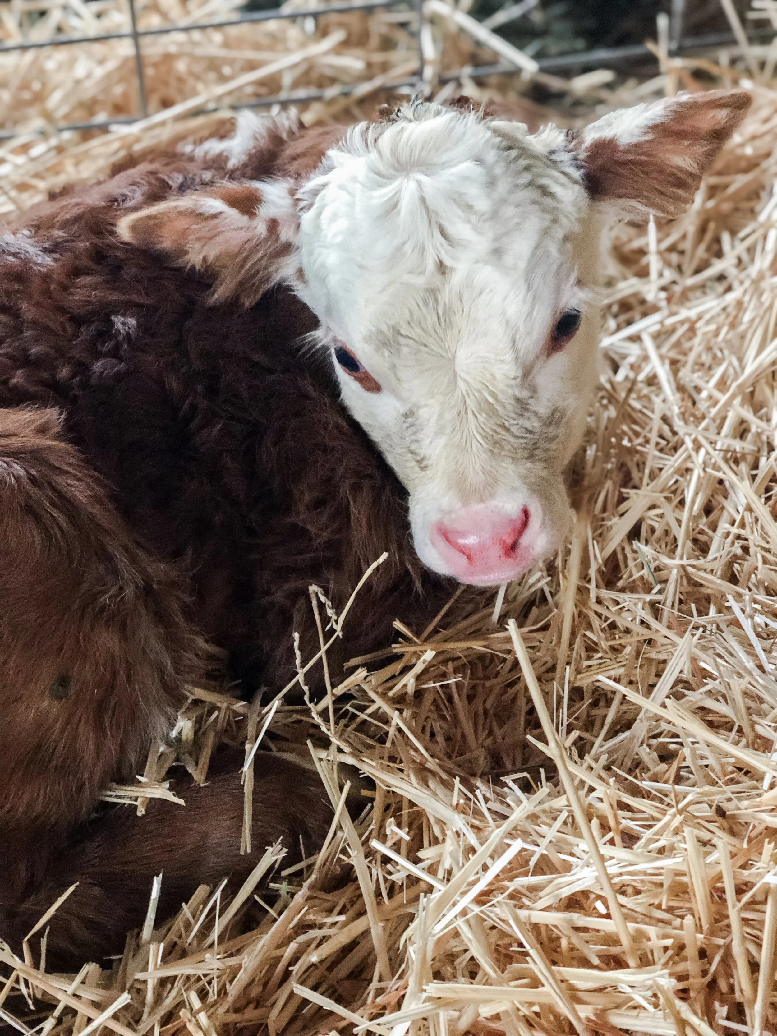 JOURNAL — WESTERLOOK FARM