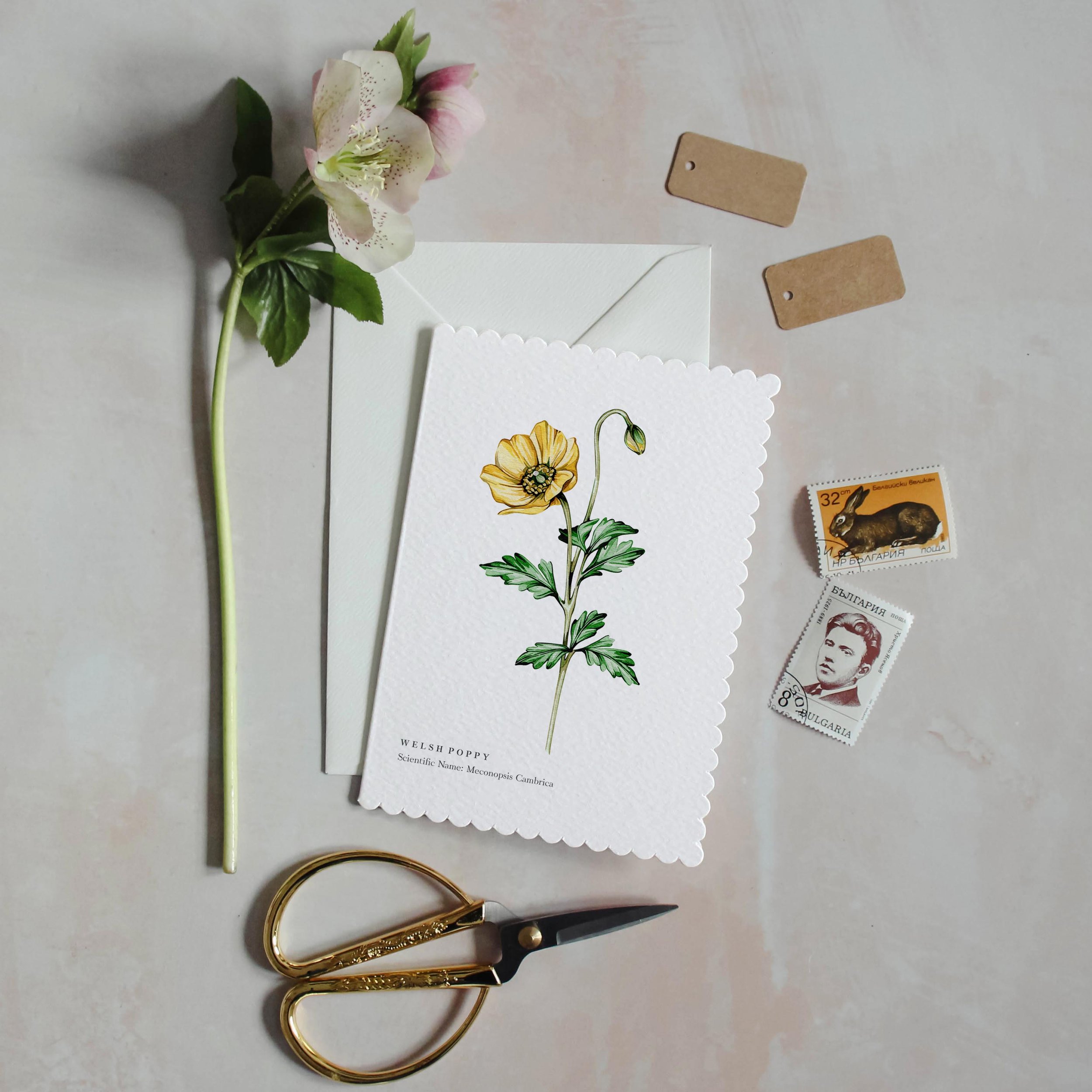 Shop — Sophie Brabbins