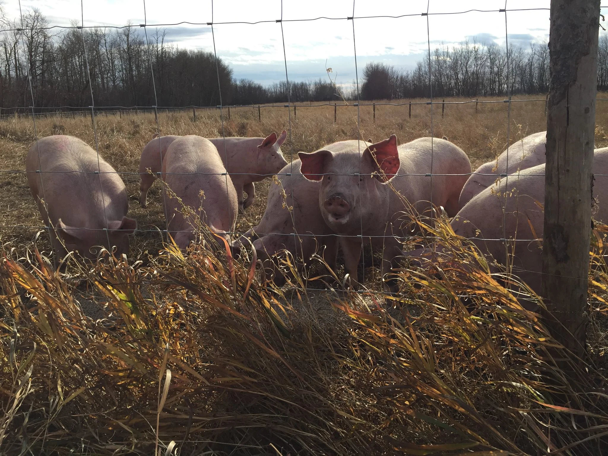 Serben Farms
