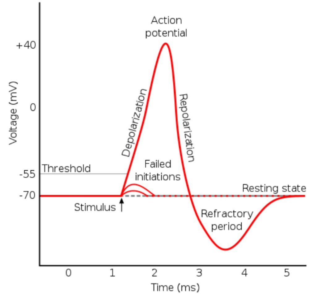 Extracellular Electrophysiology | BMSEED