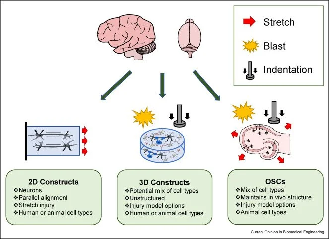 In Vitro Models: TBI and SPI Research — Stretchable microelectrode ...