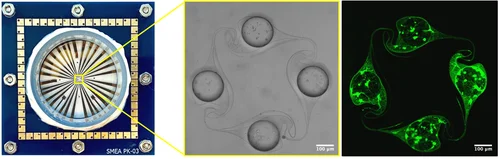Experience BMSEED's innovative 3D microelectrode array (MEA) technology. 3D cell interfacing ...