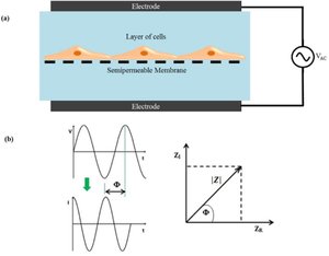 TEER: A Comprehensive Guide — Stretchable microelectrode arrays for in ...