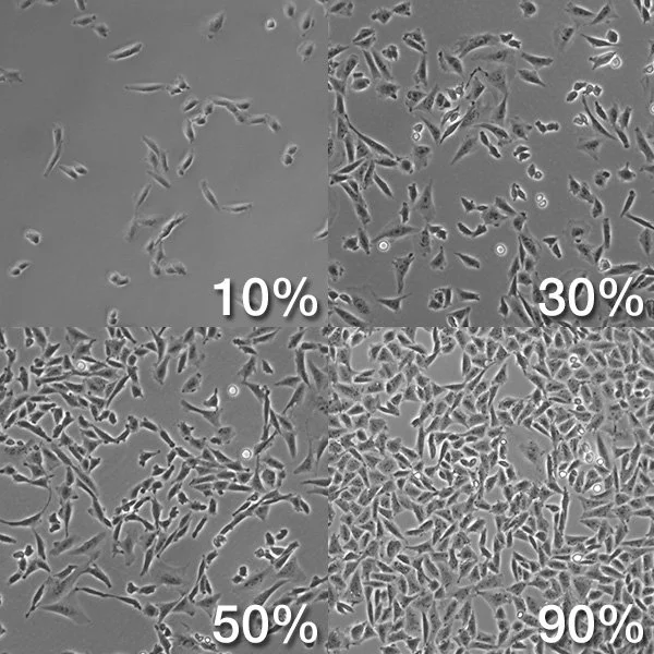 Confluency: Definitions, Uses, and Importance — Stretchable ...
