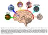 Neural Activity: The Basis of Brain Function — Stretchable ...
