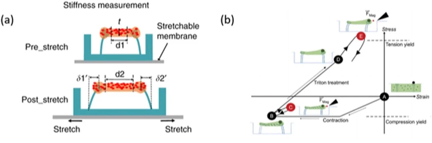 Flex Cells: Versatility in Cellular Research — Stretchable ...