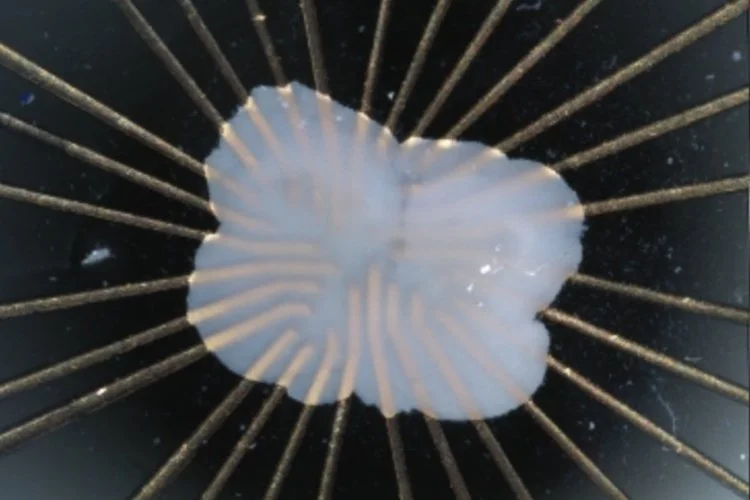 Multielectrode Array for In Vitro Research | BMSEED