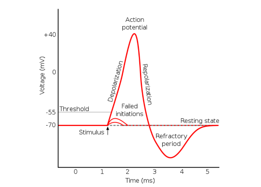 Intracellular vs. Extracellular - Electrophysiology | BMSEED
