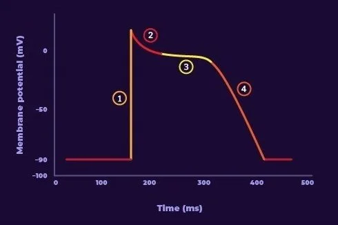 Intracellular vs. Extracellular - Electrophysiology | BMSEED
