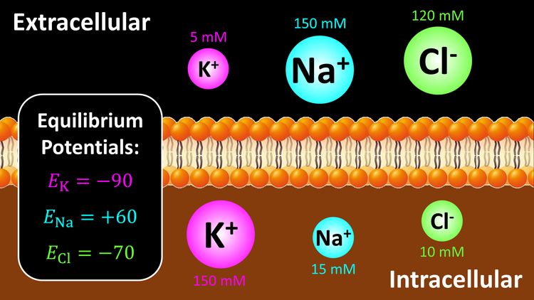 Intracellular vs. Extracellular - Electrophysiology | BMSEED