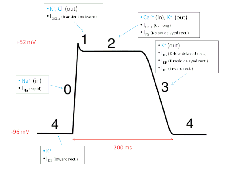 Cardiac Action Potentials