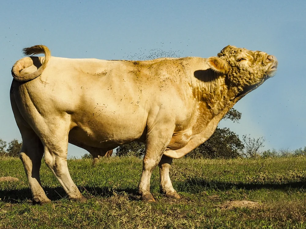 Photography and Film Destination — StarHill Farms