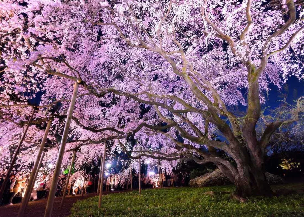 20 Best Japanese Gardens in Tokyo for Every Season